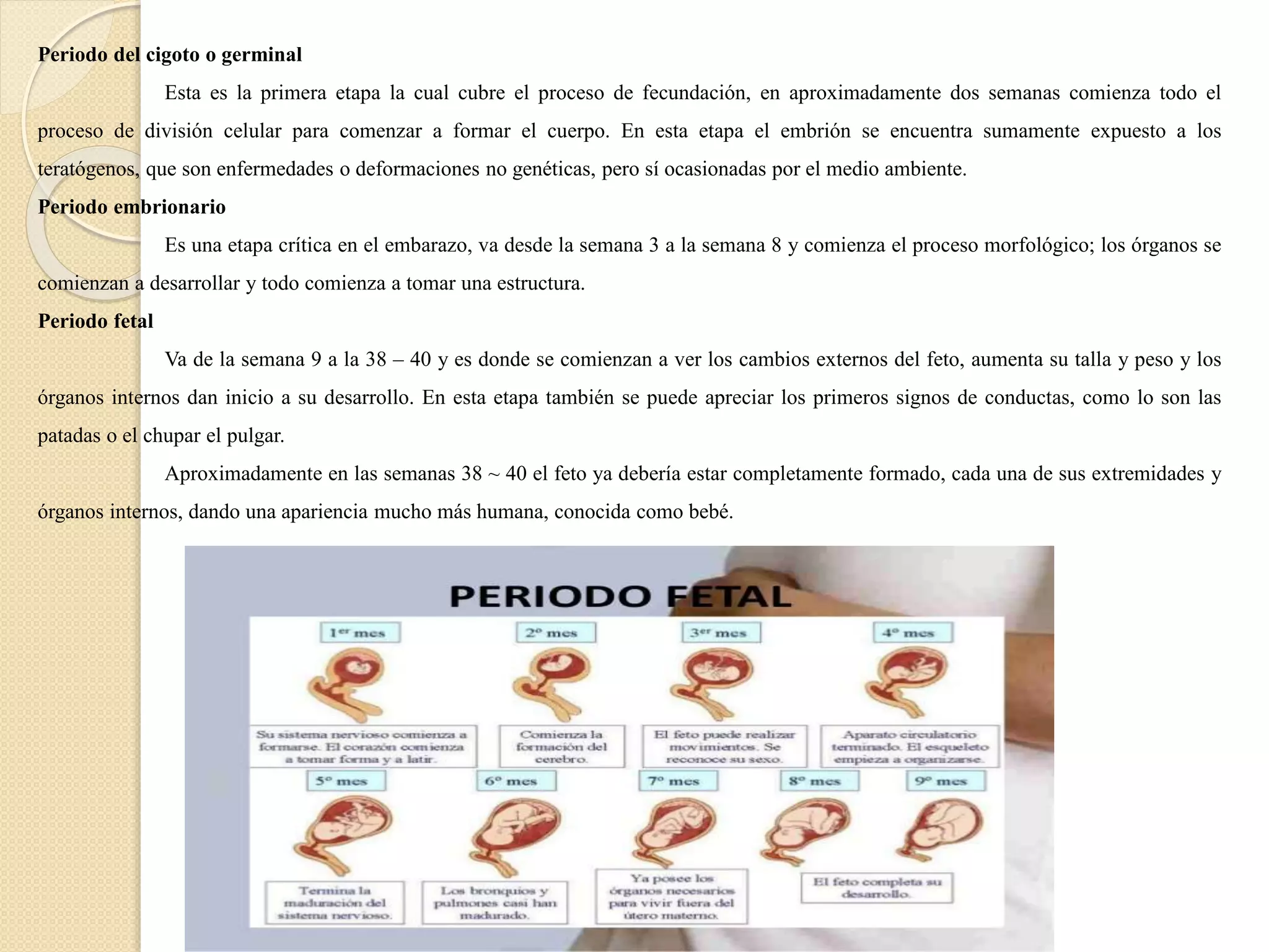 Etapas del desarrollo prenatal | PPTX
