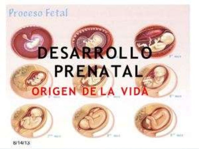 Etapas del desarrollo prenatal