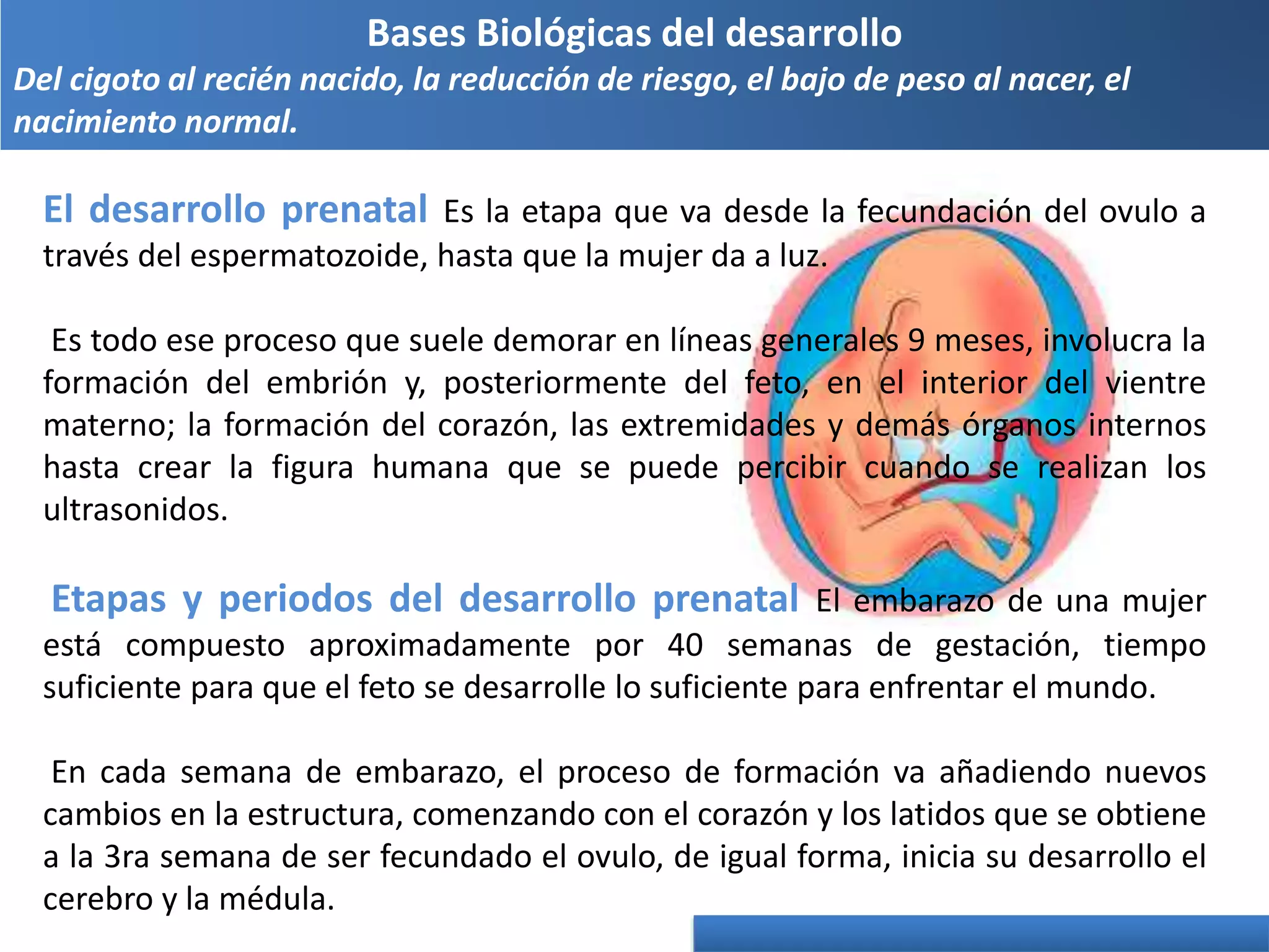 Etapas del desarrollo prenatal | PPT