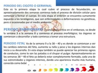 Etapas del desarrollo prenatal | PPTX