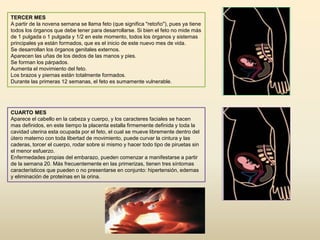 Etapas del desarrollo prenatal | PPTX