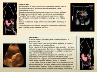 Etapas del desarrollo prenatal | PPTX
