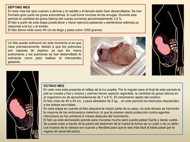 Etapas del desarrollo prenatal | PPT