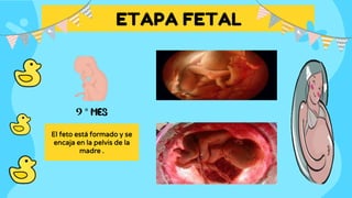 Etapas del desarrollo prenatal | PPTX