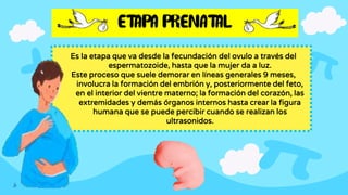 Etapas del desarrollo prenatal | PPTX