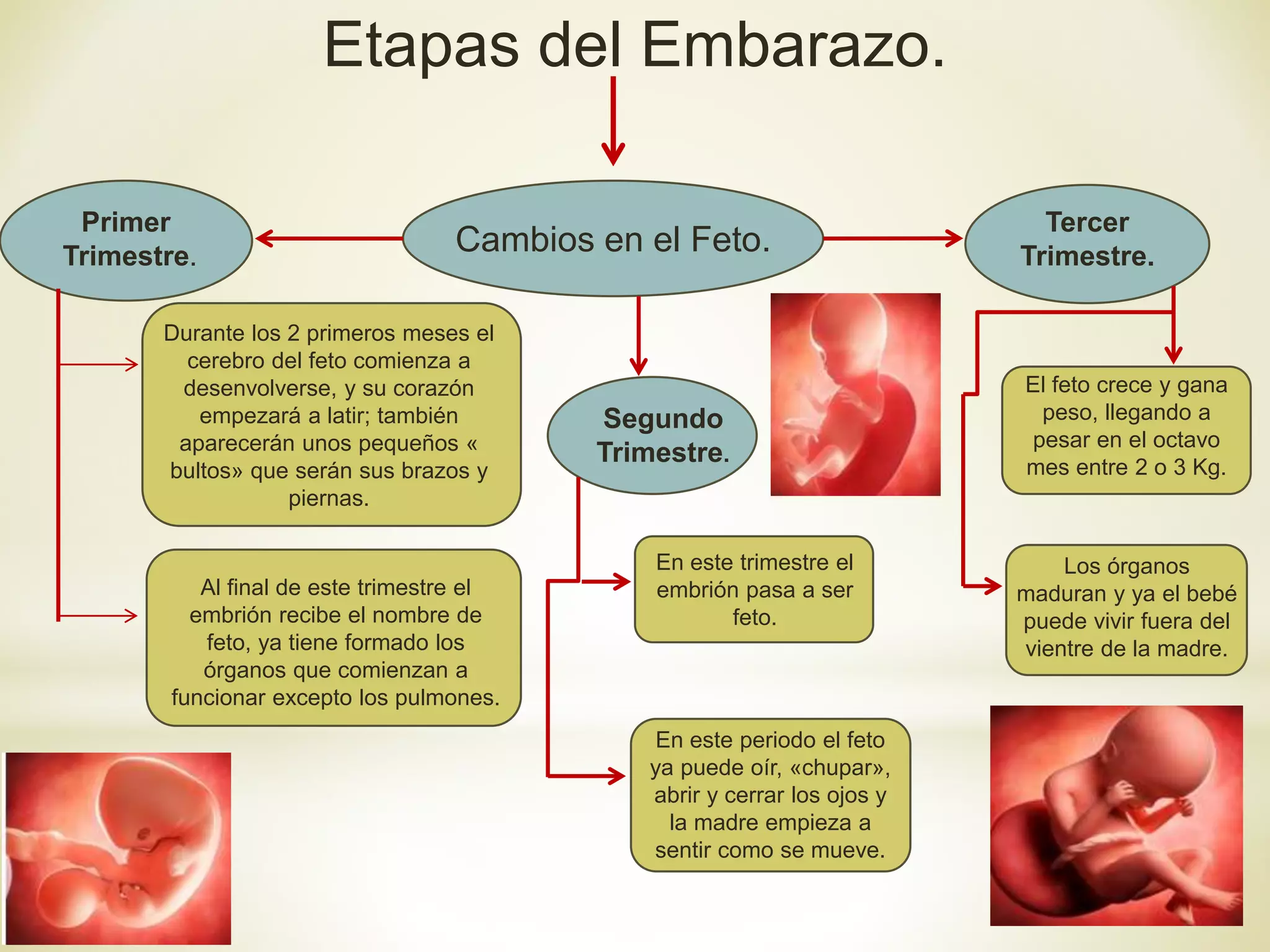 Etapas del Embarazo.ppt