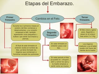 Etapas del Embarazo.ppt