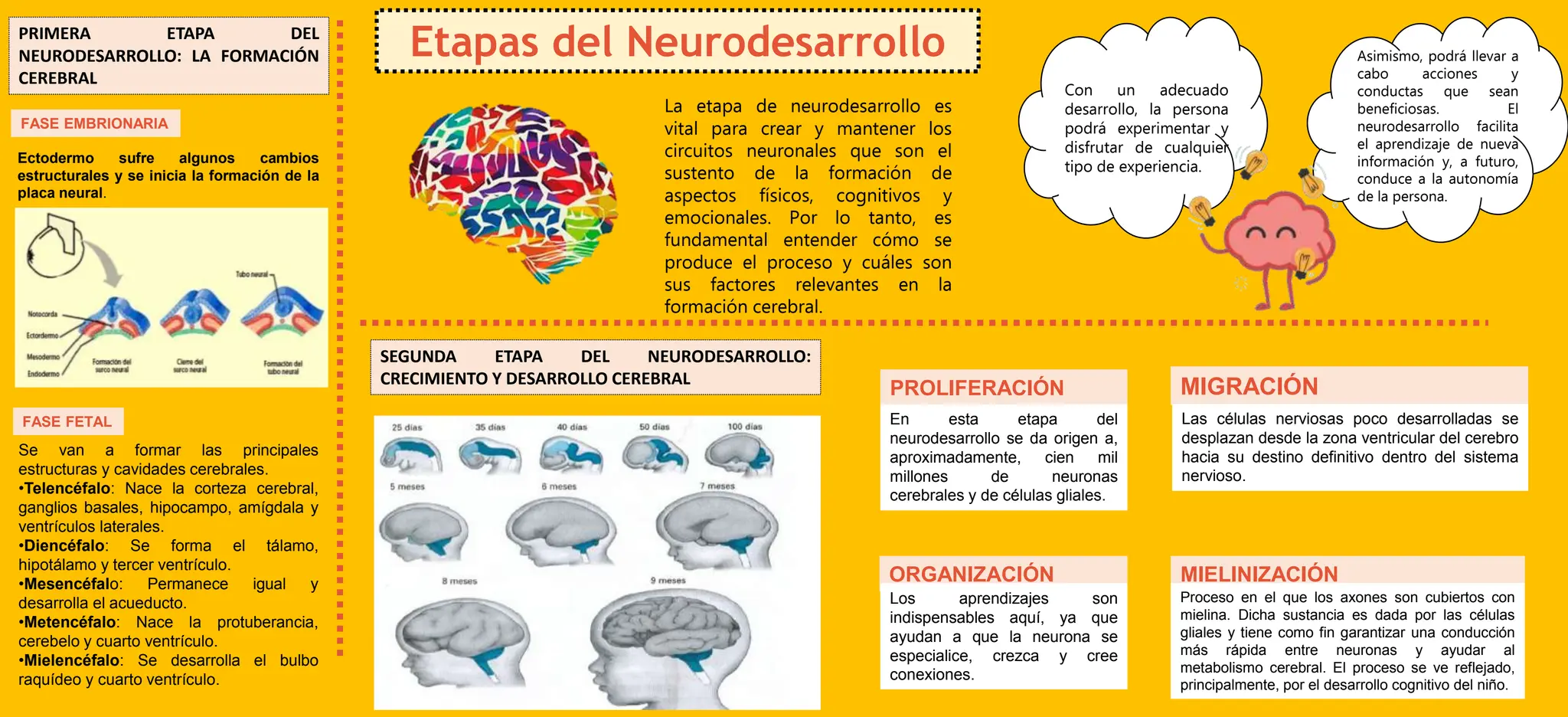 ETAPAS DEL NEURODESARROLLO.............. | PPTX