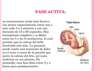 Etapas del parto | PPT