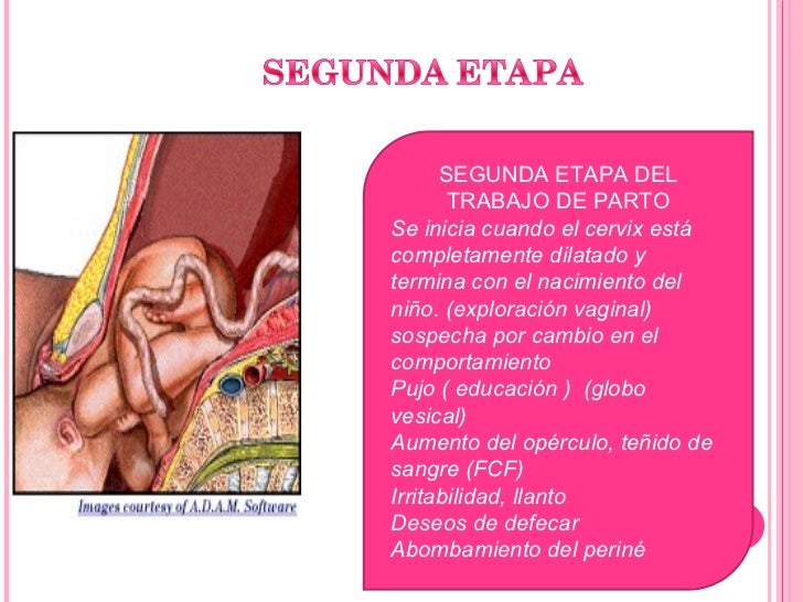 Etapas Del Trabajo De Parto , ¿Cuáles son las etapas del trabajo de ...