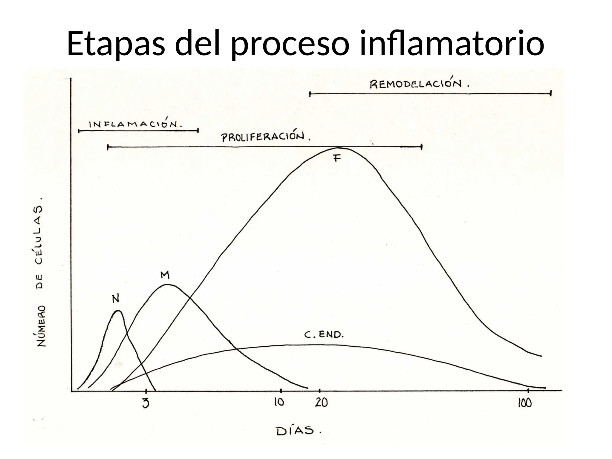 Etapas del proceso inflamatorio etapas.ppt