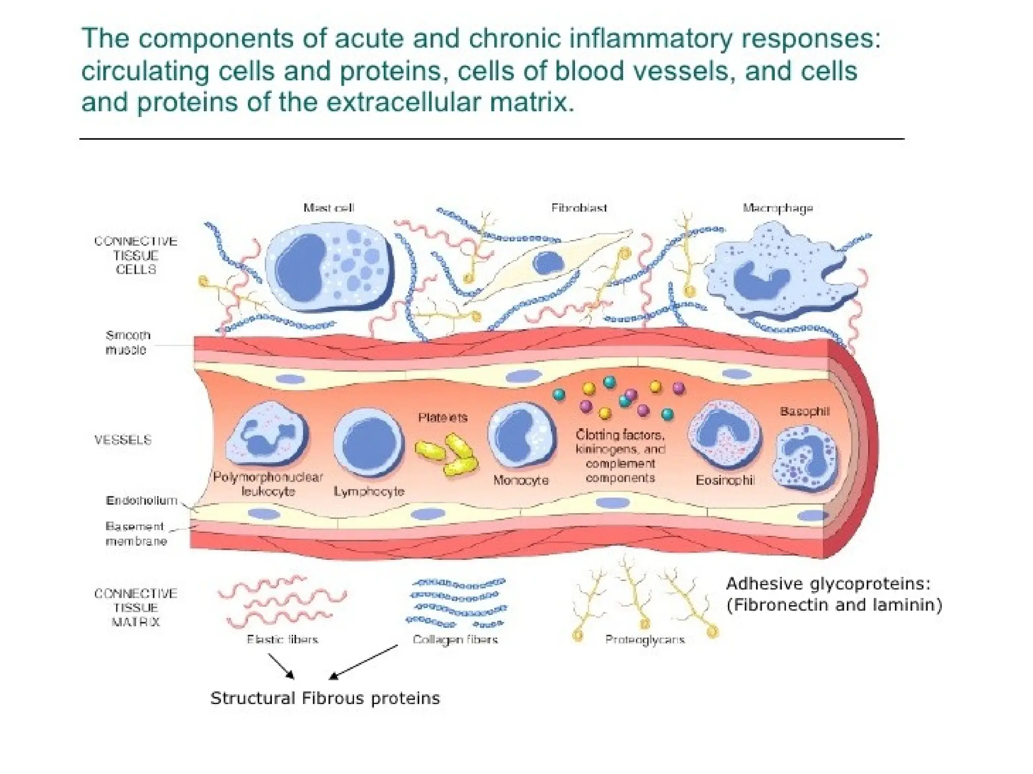 Etapas del proceso inflamatorio etapas.ppt