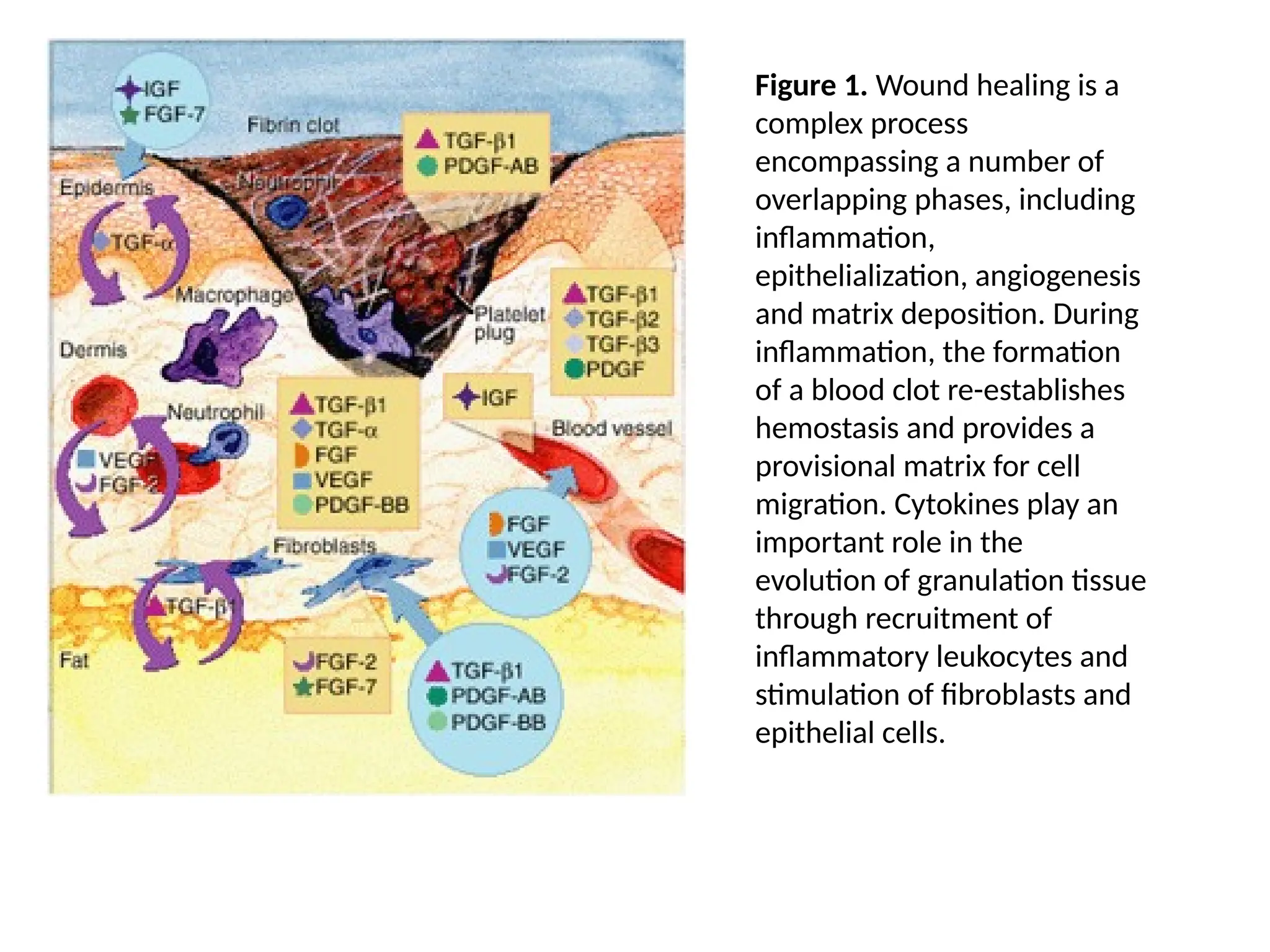 Etapas del proceso inflamatorio etapas.ppt