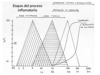 Etapas del proceso inflamatorio etapas.ppt