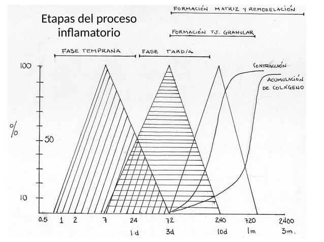 Etapas del proceso inflamatorio etapas.ppt