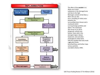 Etapas del proceso inflamatorio etapas.ppt