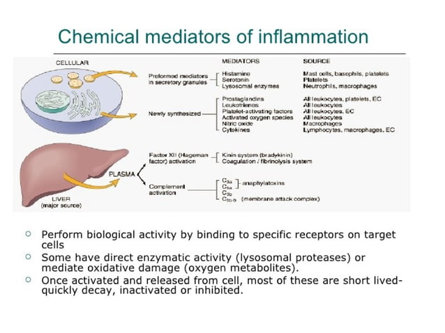 Etapas del proceso inflamatorio etapas.ppt