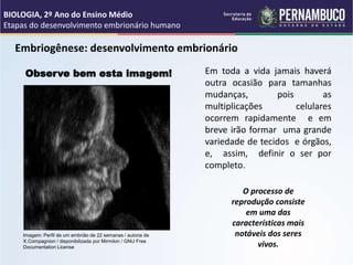 Etapas do desenvolvimento embrionário humano.ppt