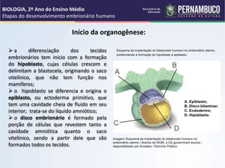 Etapas do desenvolvimento embrionário humano.ppt