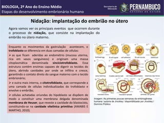 Etapas do desenvolvimento embrionário humano.ppt