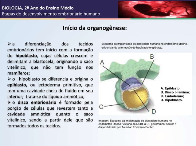 Etapas Do Desenvolvimento Embrionário Humano Ppt