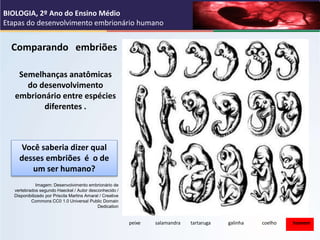 Etapas do desenvolvimento embrionário humano.ppt