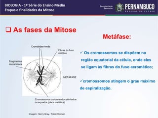 Etapas e finalidades da Mitose.ppt