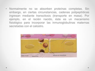 Etapas y mecanismos de absorción de aminoácidos | PPTX