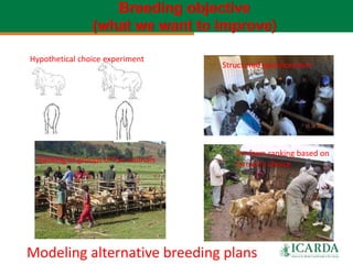 Community-based sheep breeding in Ethiopia: Attractive approach to low ...