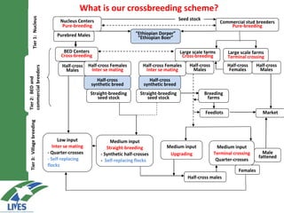 Breeding schemes for sustainable small ruminant genetic improvement in ...