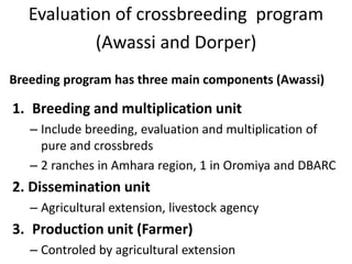 Sheep crossbreeding in Ethiopia | PPTX