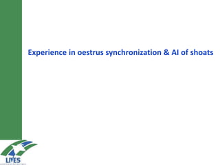 Oestrus synchronization and AI as tools for rapid dissemination of ...