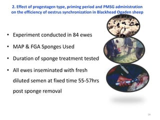 Oestrus synchronization and AI as tools for rapid dissemination of ...