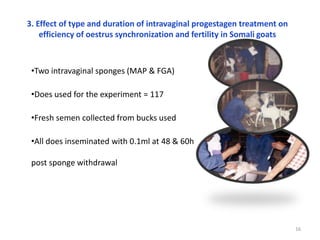 Oestrus synchronization and AI as tools for rapid dissemination of ...