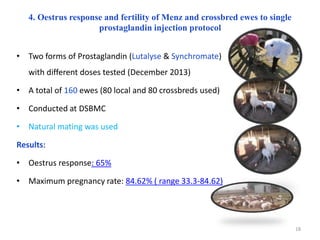 Oestrus synchronization and AI as tools for rapid dissemination of improved sheep genotypes | PPT
