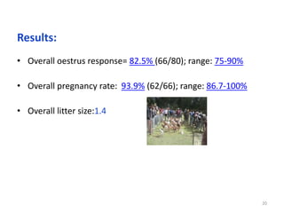 Oestrus synchronization and AI as tools for rapid dissemination of ...