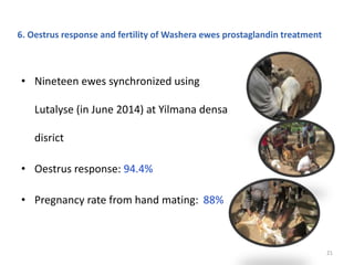 Oestrus synchronization and AI as tools for rapid dissemination of ...