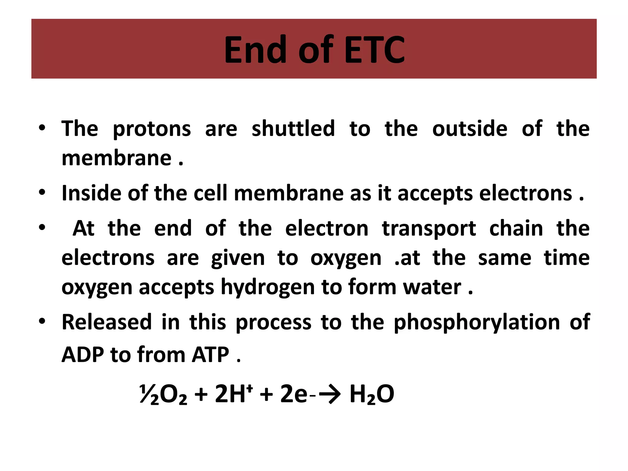 electron transport chain | PPTX