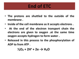 electron transport chain | PPTX