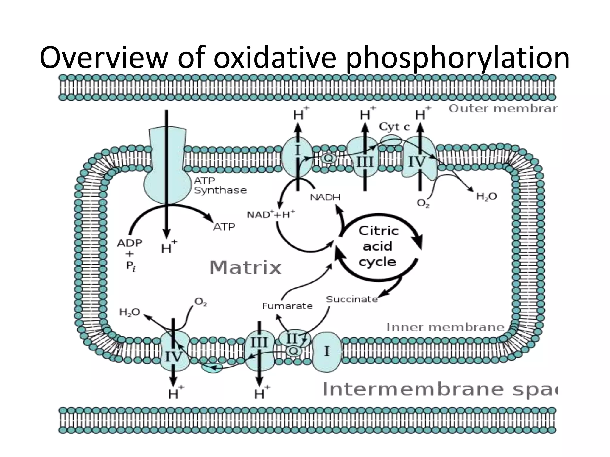 OXIDATIVE PHOSPHORYLATION-ETC chain | PPTX