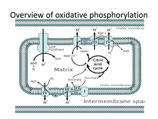 Oxidative Phosphorylation Cycle
