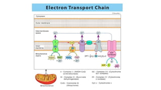 electron transport chain ETC and oxidative phosphorylation .pptx