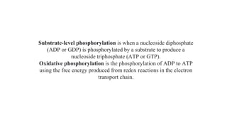 electron transport chain ETC and oxidative phosphorylation .pptx
