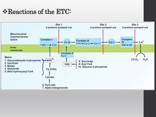 ETC.pptx electron transport chain PDUGMC | PPTX