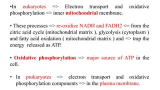 ETC-AND-ATP-SYNTHESIS ELECTRON TRANSPORT CHAIN AND ATP SYNTHESIS.pptx
