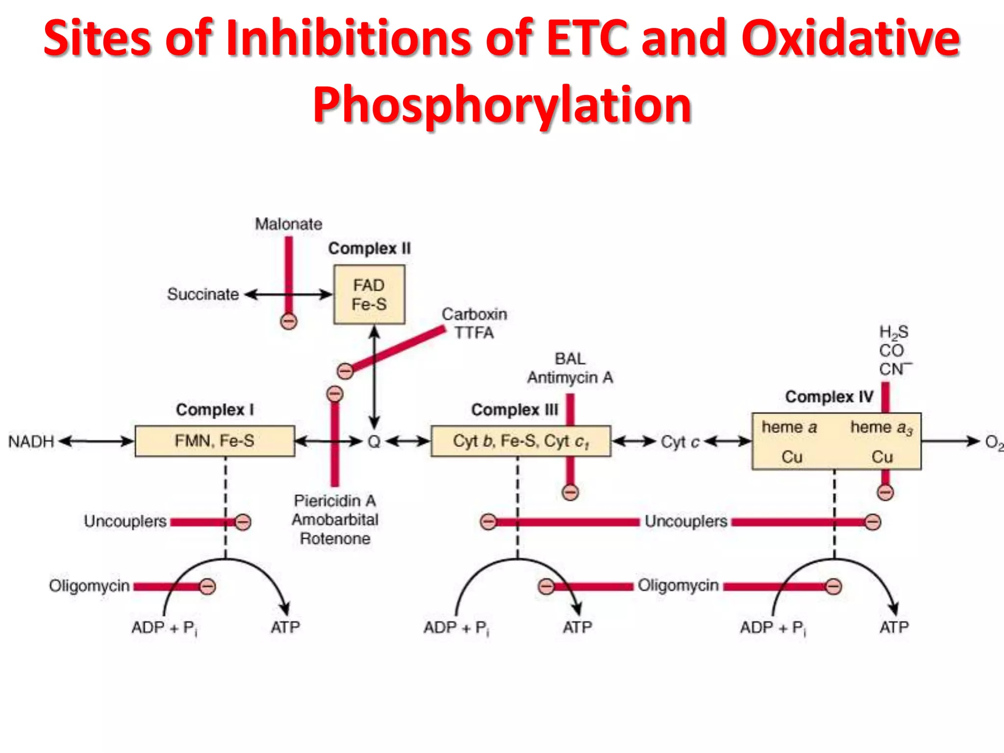 Etc and-oxd-phos-n-substrate-level-phos | PPTX