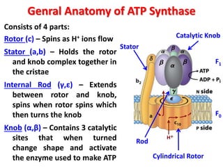 Etc and-oxd-phos-n-substrate-level-phos | PPTX