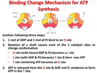 Etc and-oxd-phos-n-substrate-level-phos | PPTX