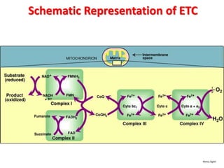 Etc and-oxd-phos-n-substrate-level-phos | PPTX