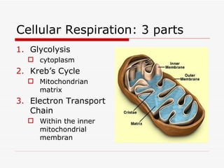 Etc And Glycolysis | PPT